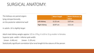 RENAL ANATOMY2.pptx