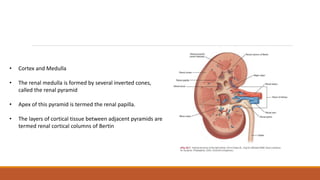 RENAL ANATOMY2.pptx