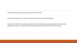 RENAL ANATOMY2.pptx