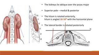 RENAL ANATOMY2.pptx