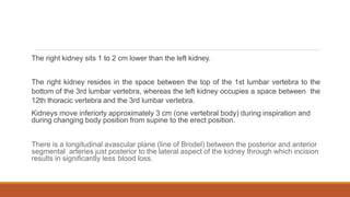 RENAL ANATOMY2.pptx