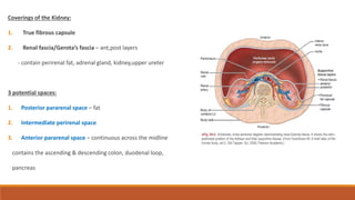 RENAL ANATOMY2.pptx