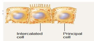 Renal anatomy and physiology .. | PPTX
