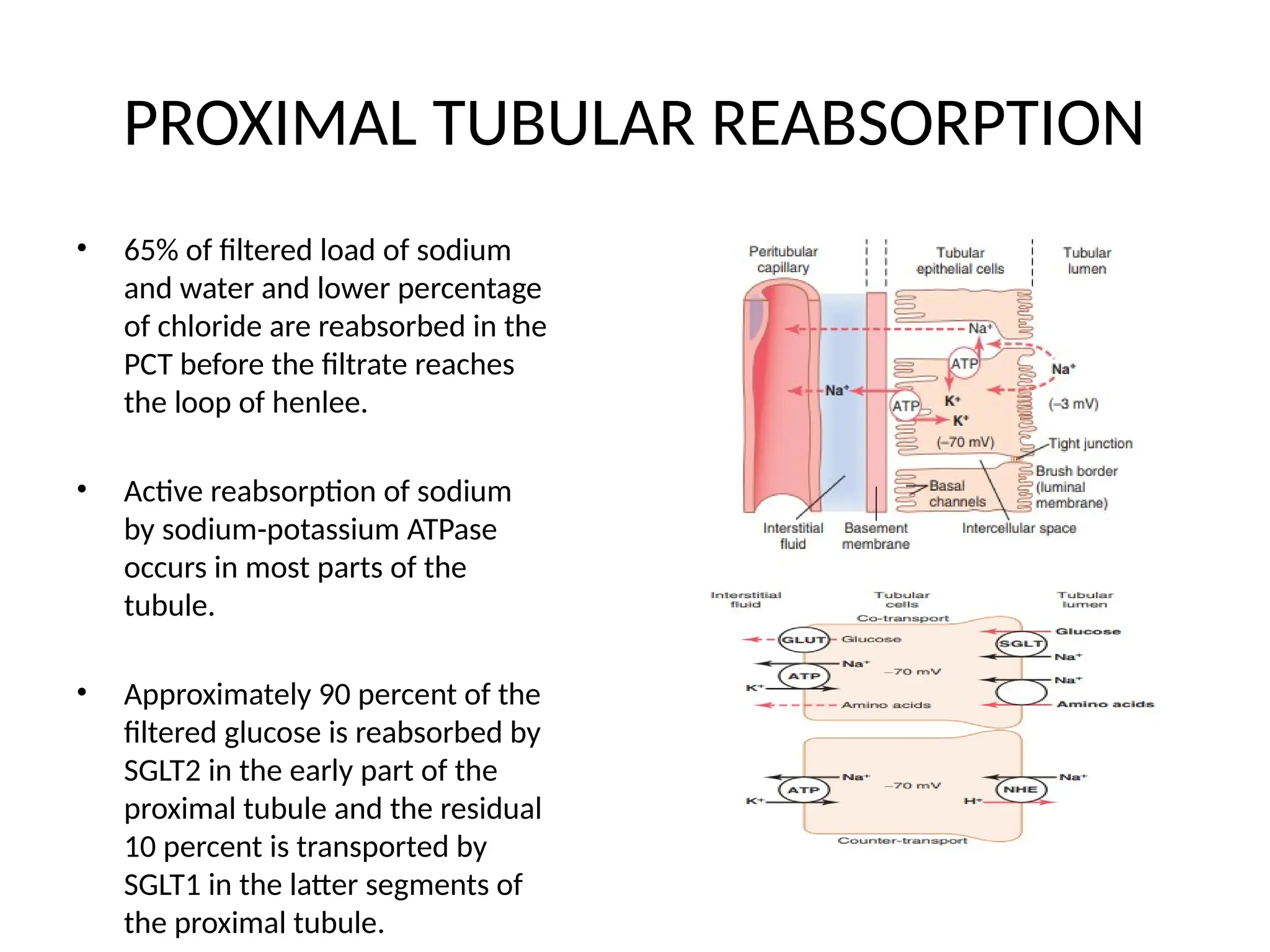 Renal anatomy and physiology and its anaesthetic implication | PPTX