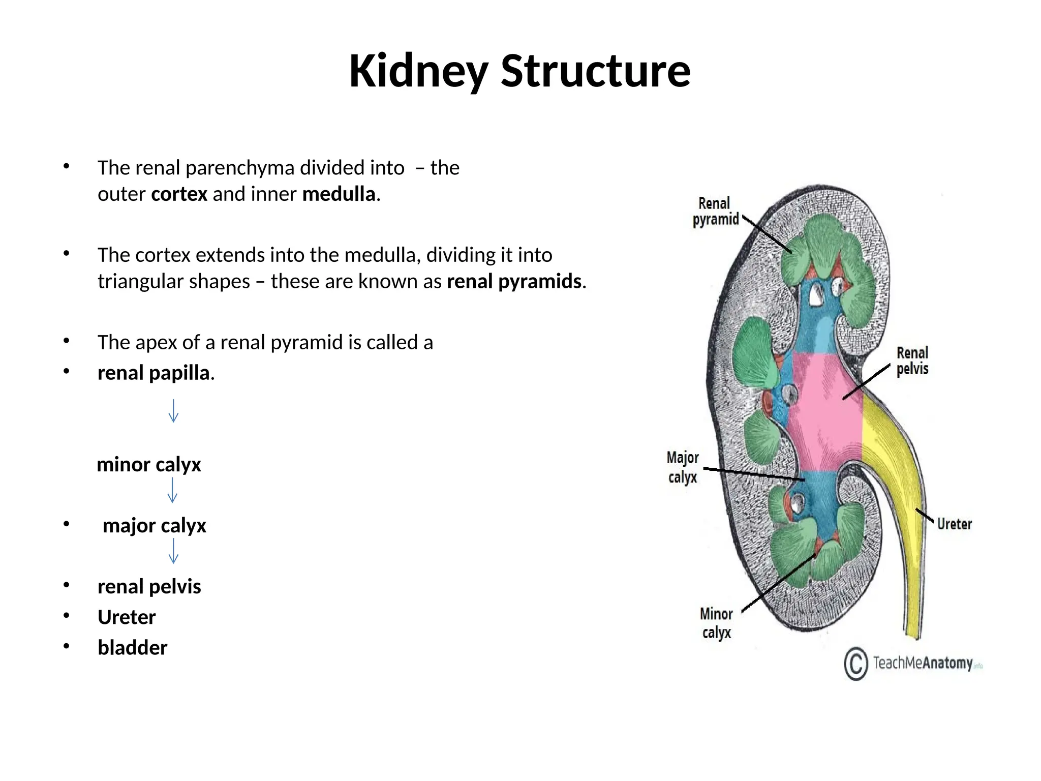 Renal anatomy and physiology and its anaesthetic implication | PPTX
