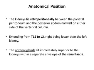 Renal anatomy and physiology and its anaesthetic implication | PPTX