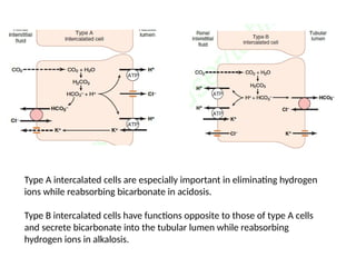 Renal anatomy and physiology and its anaesthetic implication | PPTX
