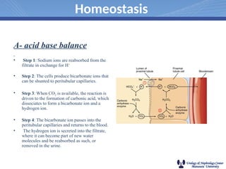 anatomy and physiology of the urinary system.pptx