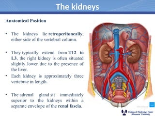 anatomy and physiology of the urinary system.pptx