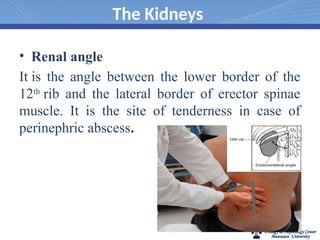 anatomy and physiology of the urinary system.pptx