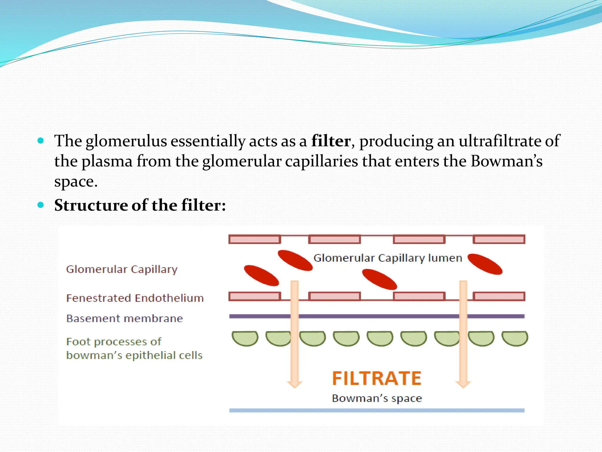 Renal anatomy and physiology in relation.pptx