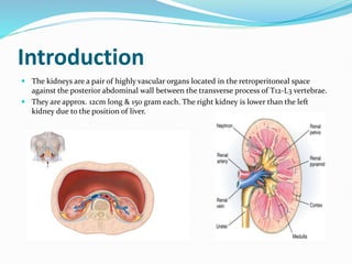 Renal anatomy and physiology in relation.pptx