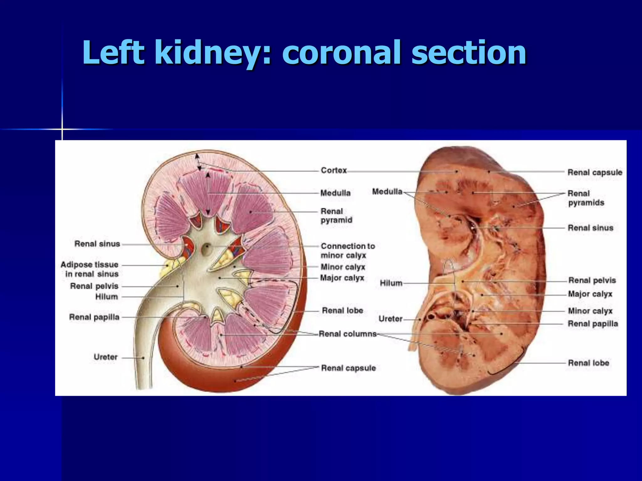 Renal anatomy& physiology | PPT