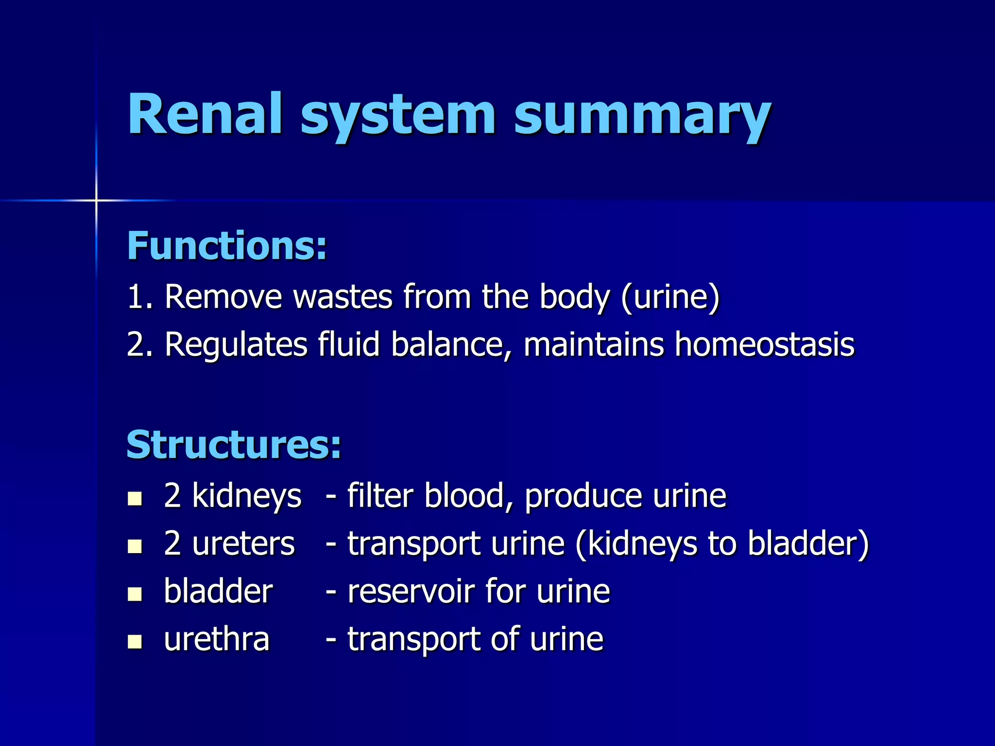 Renal anatomy& physiology | PPT