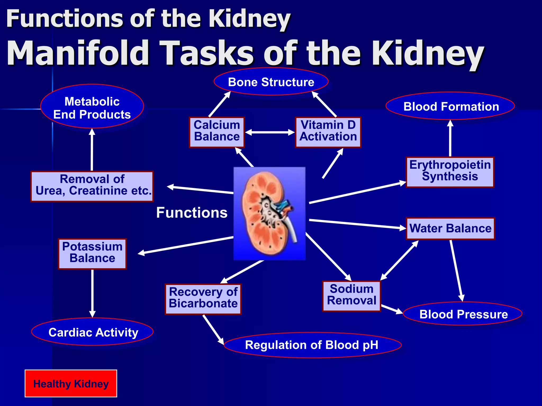 Renal anatomy& physiology | PPT