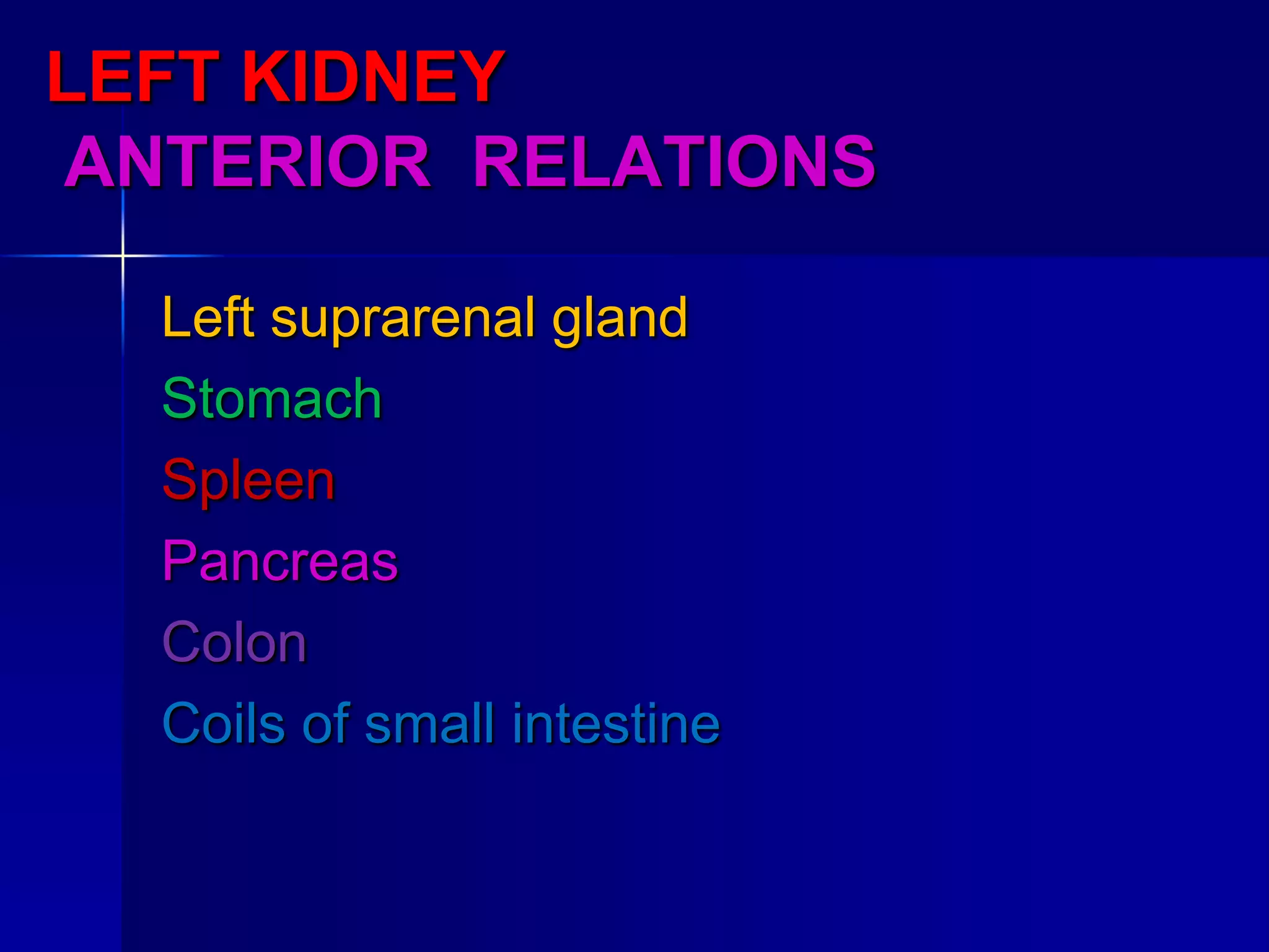 Renal anatomy& physiology | PPT