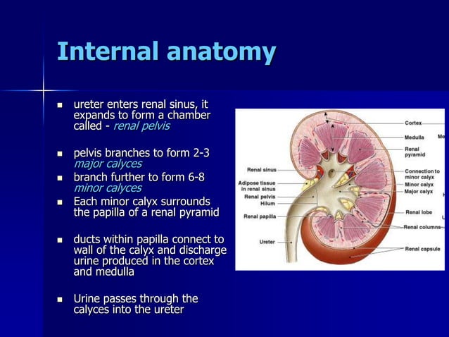 Renal anatomy& physiology | PPT | Lung and Respiratory Health ...