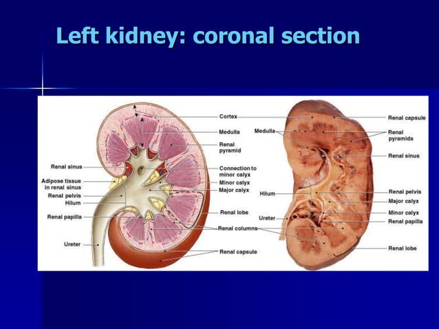 Renal anatomy& physiology | PPT | Lung and Respiratory Health ...