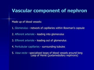 Renal anatomy& physiology | PPT