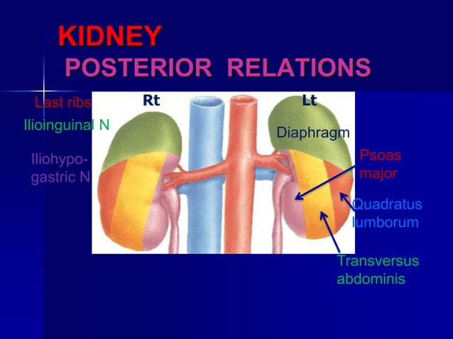 Renal anatomy& physiology | PPT | Lung and Respiratory Health ...
