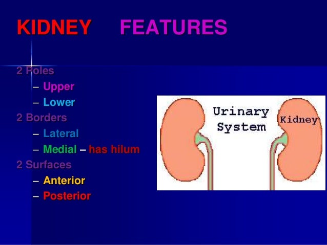 Renal anatomy& physiology