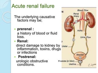 Renal and hepatic dis | PPTX