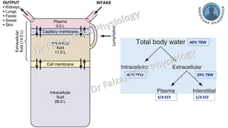 Body fluid compartments and regulation of osmolarity | PDF