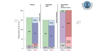 Body fluid compartments and regulation of osmolarity | PDF