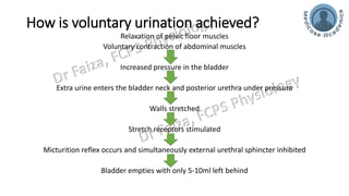 Micturition Physiology and its abnormalities | PDF