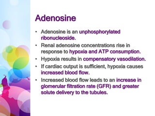 Renal autacoids | PPSX