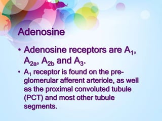 Renal autacoids | PPSX