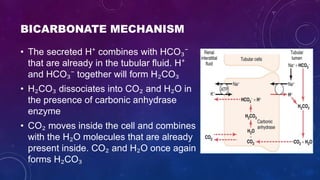 Renal biochemistry | PPTX