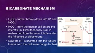 Renal biochemistry | PPTX