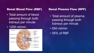 Renal biochemistry | PPTX