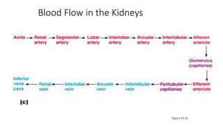 Renal blood flow (The Guyton and Hall physiology) | PPTX