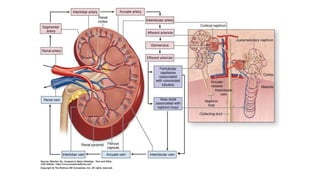 Renal Blood Flow The Guyton And Hall Physiology Pptx