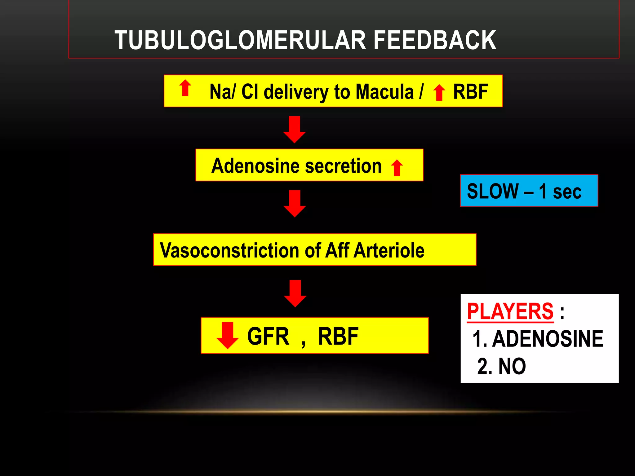 Renal blood flow and perfusion | PPTX