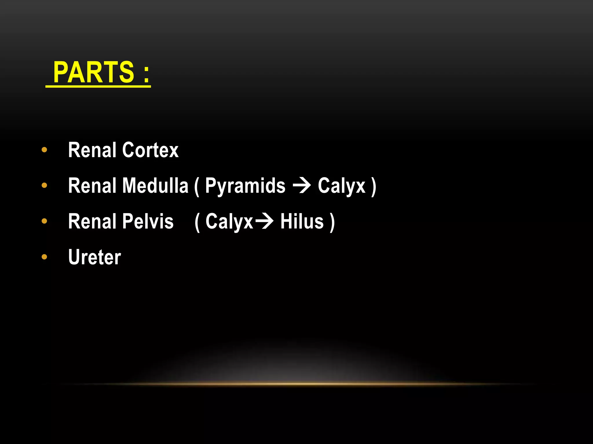 Renal blood flow and perfusion | PPTX