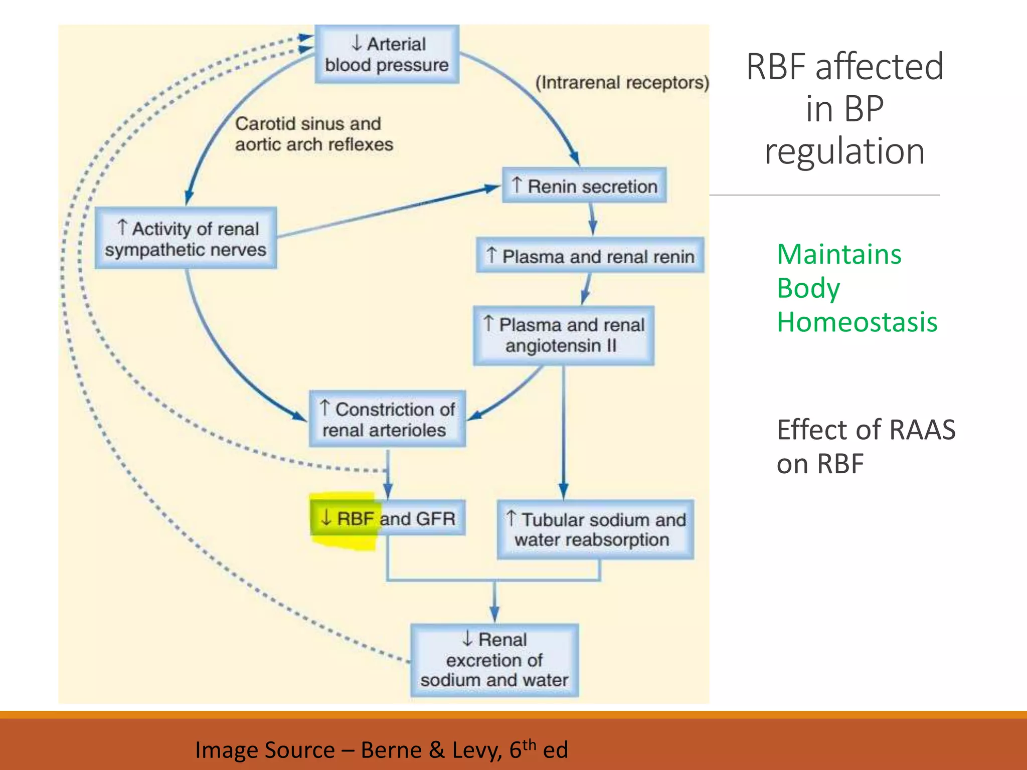 Renal blood flow and its regulation | PPTX
