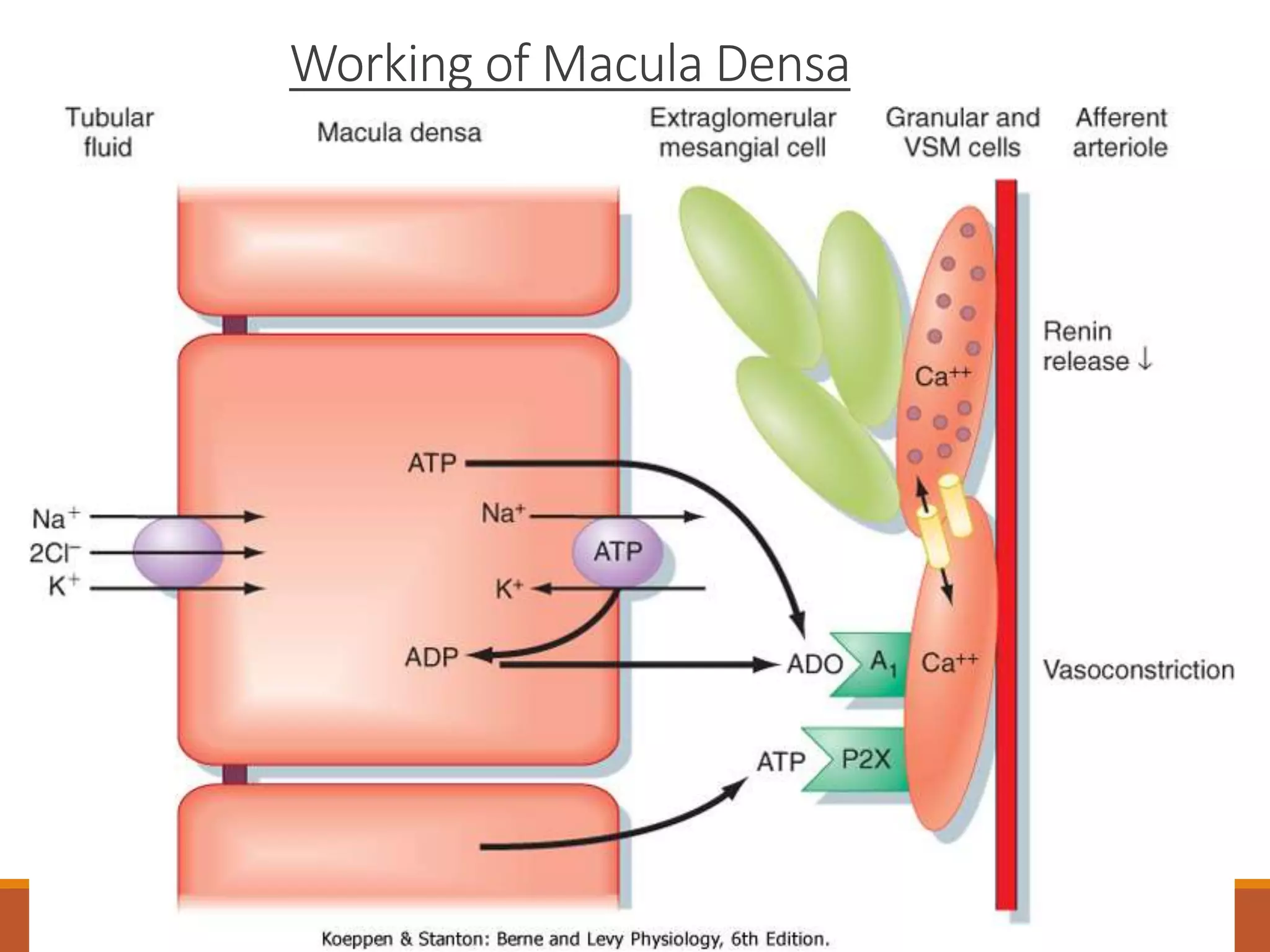 Renal blood flow and its regulation | PPTX