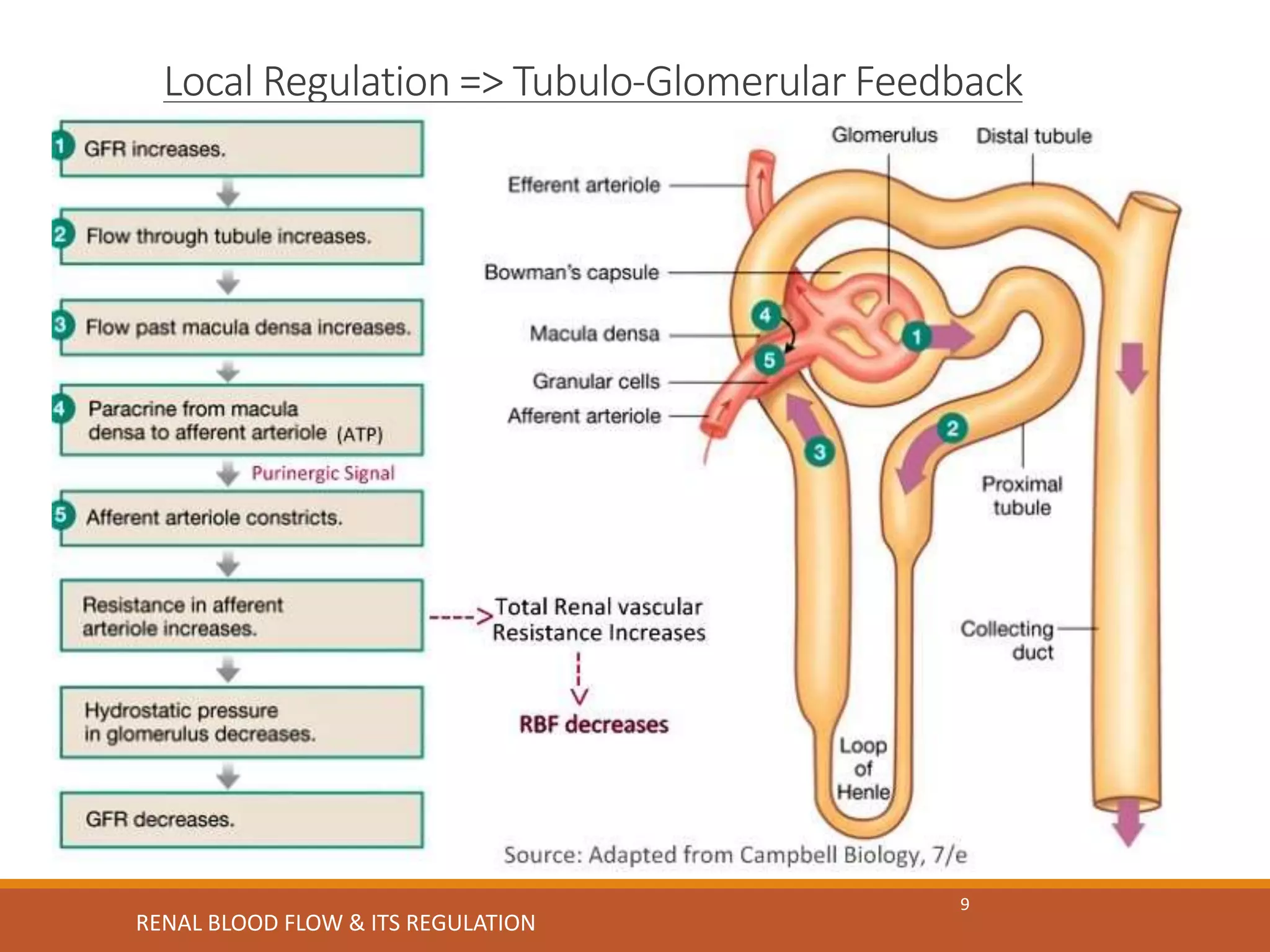 Renal blood flow and its regulation | PPTX