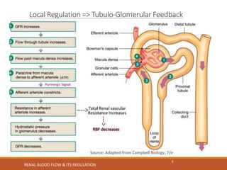 Renal Circulation Flow Chart