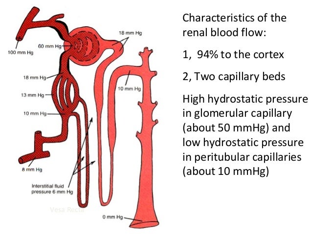 Renal Blood Flow Through The Body
