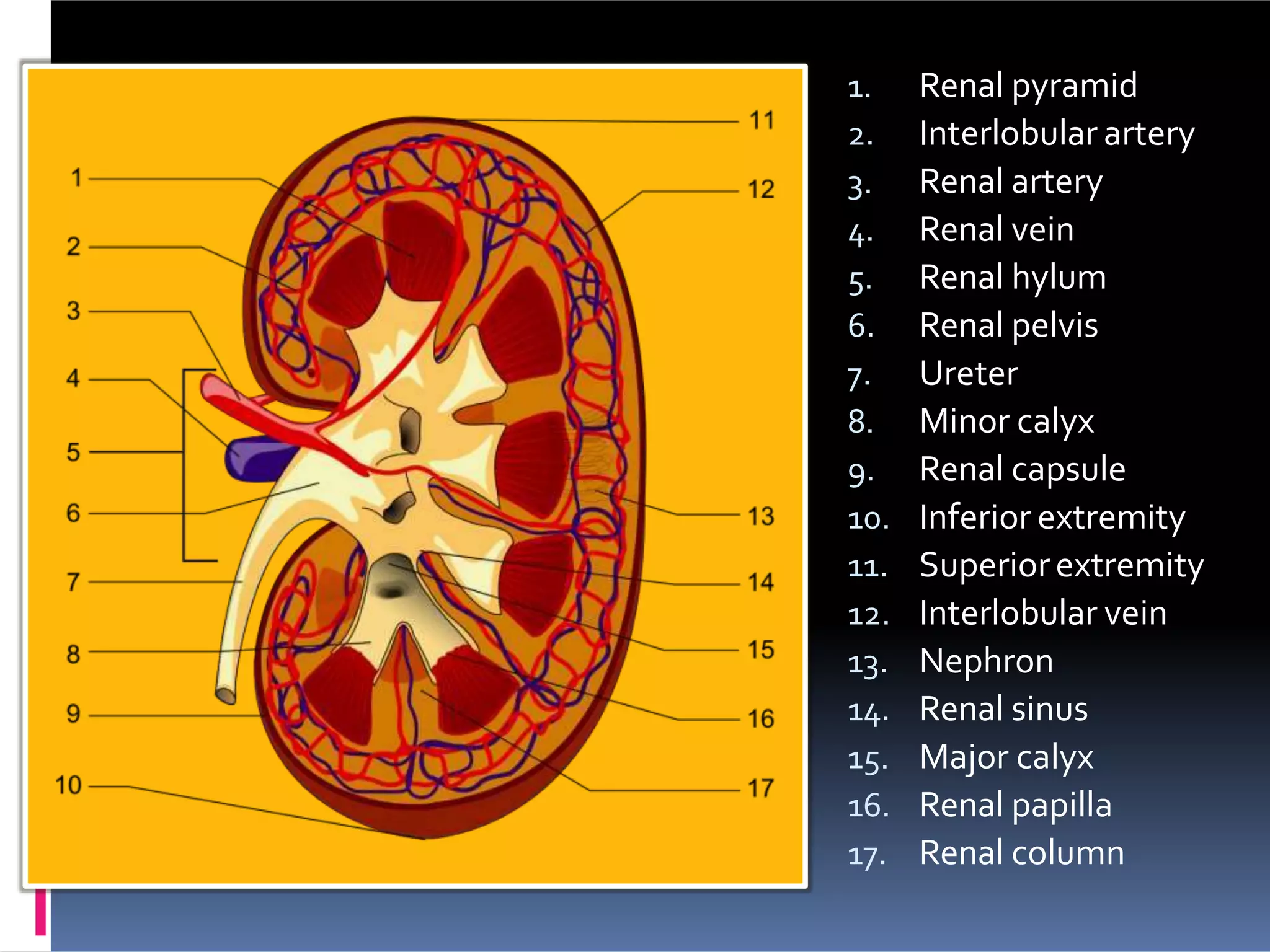 Renal calculi | PPTX