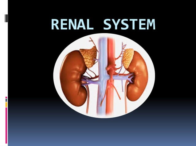 Renal calculi | PPTX | Digestive Disorders | Diseases and Conditions