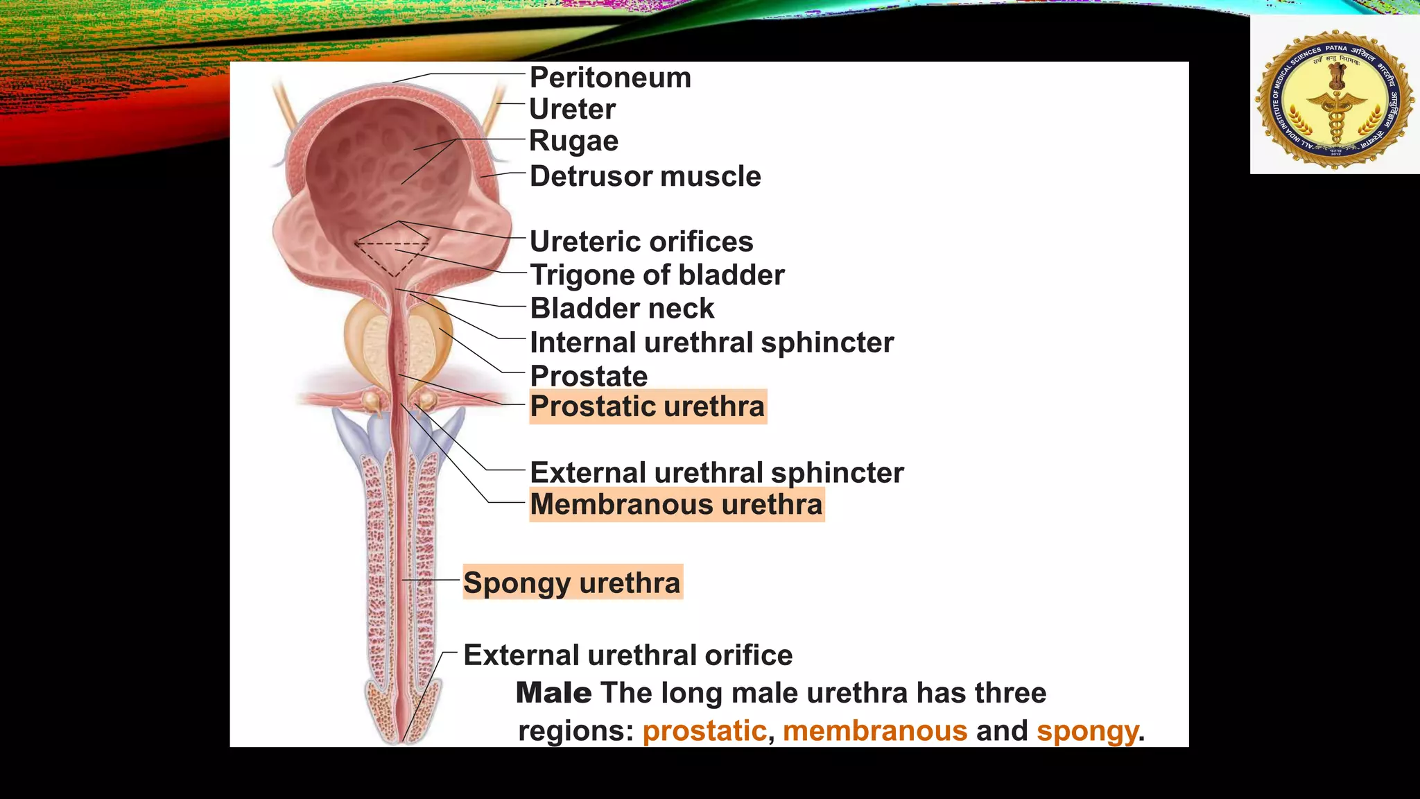 renal calculi.pptx