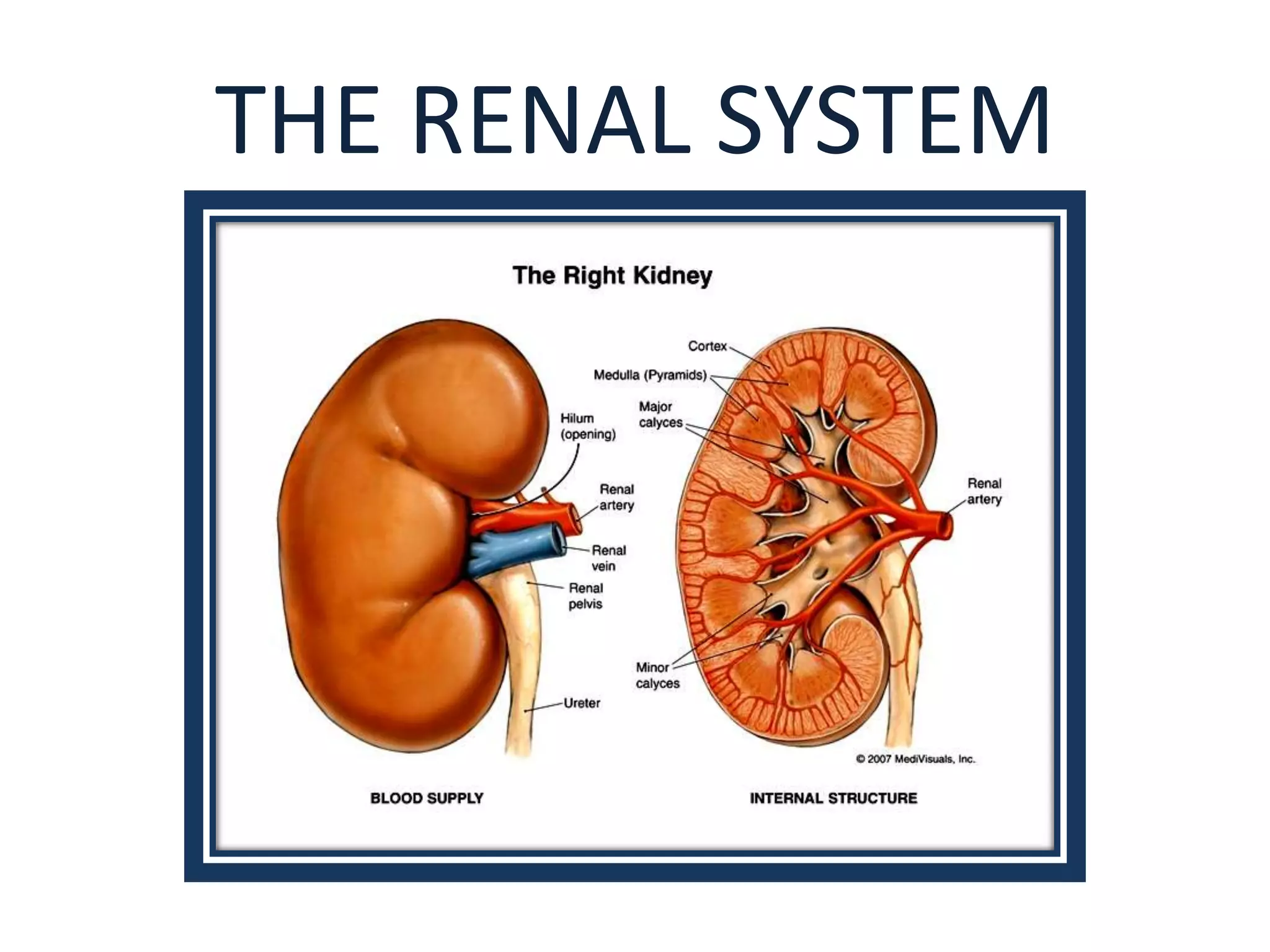 Renal calculi ppt | PPT