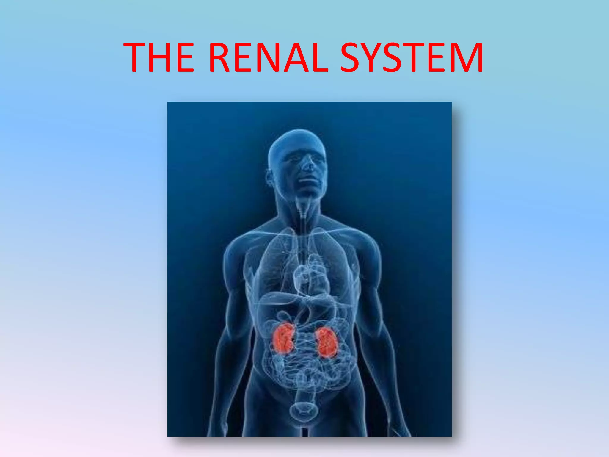 Renal calculi ppt | PPTX