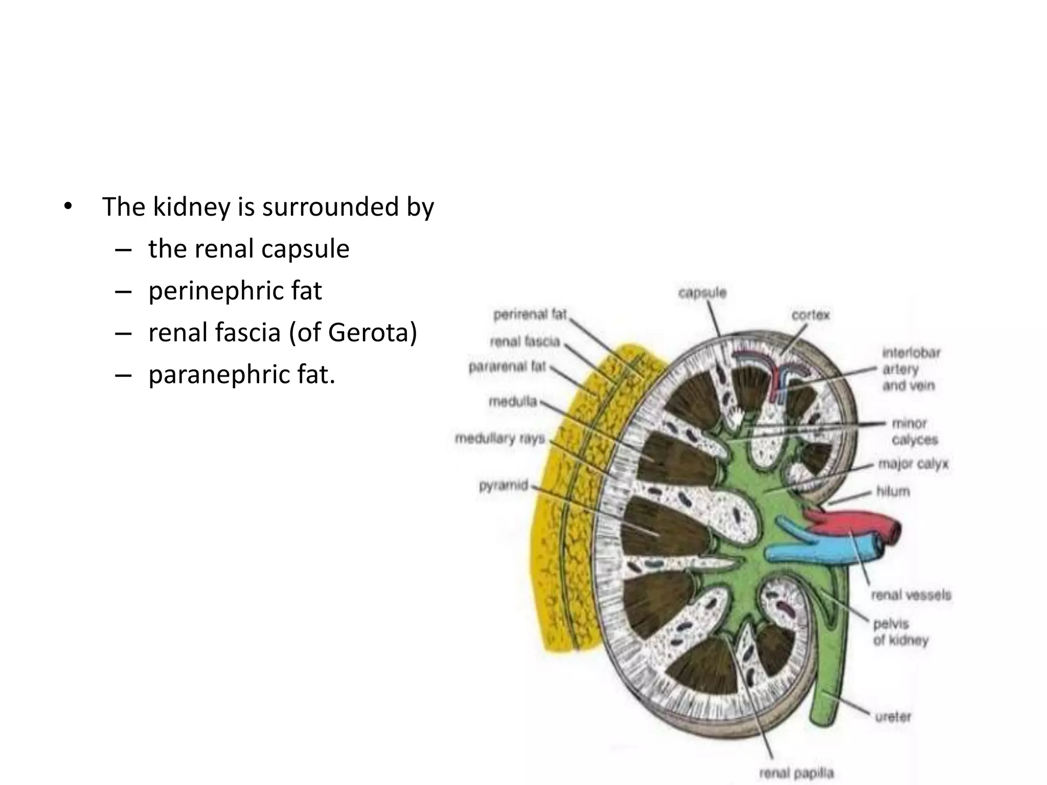 Renal cell carcinoma | PPTX