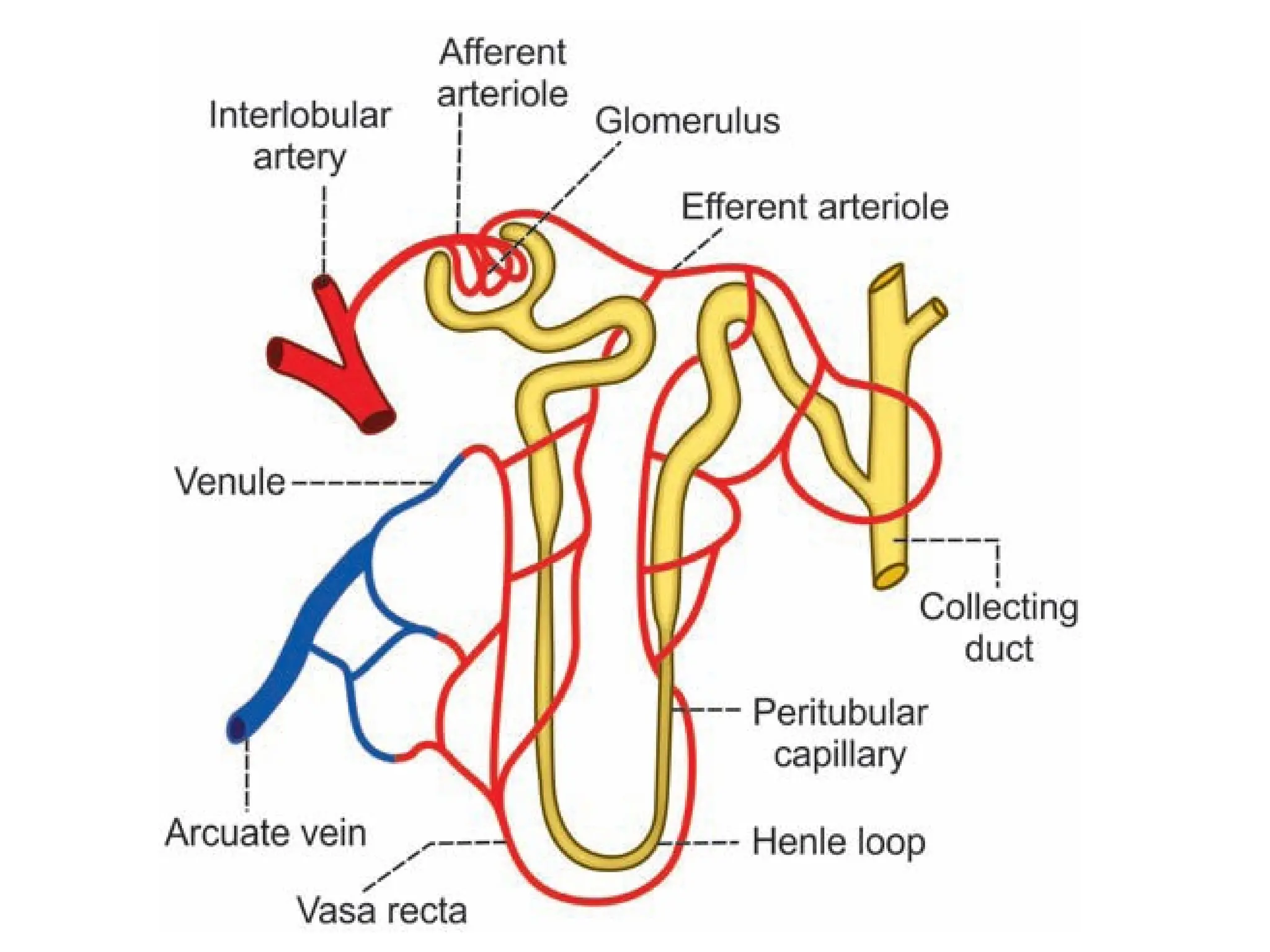 RENAL CIRCULATION.pptxFUNCTIONAL ANATOMY.pptxEnteric nervous system ...